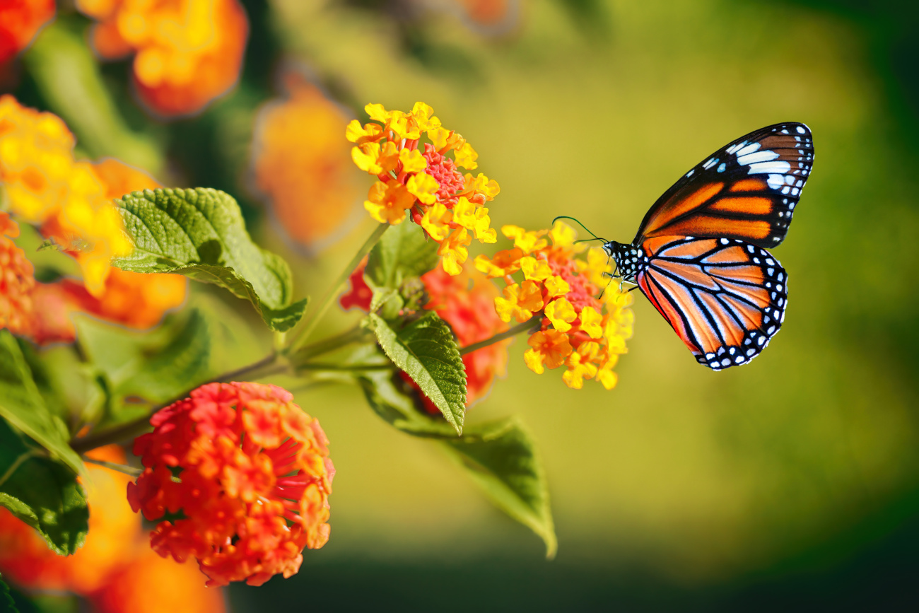 Beautiful Photos of Nature Increase Engagement and Concern for ...